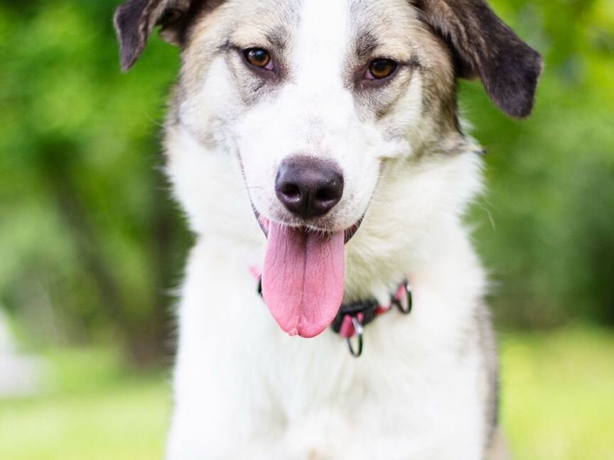 Собака в добрые руки отдам бесплатно