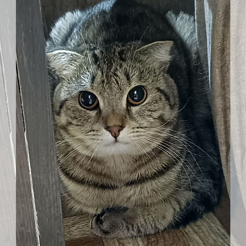 Шотландские коты и кошки