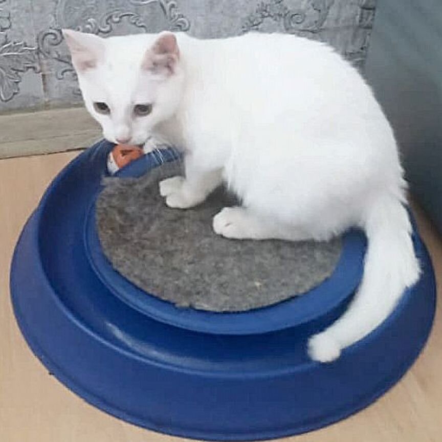 Котенок мальчик 4 месяца белый