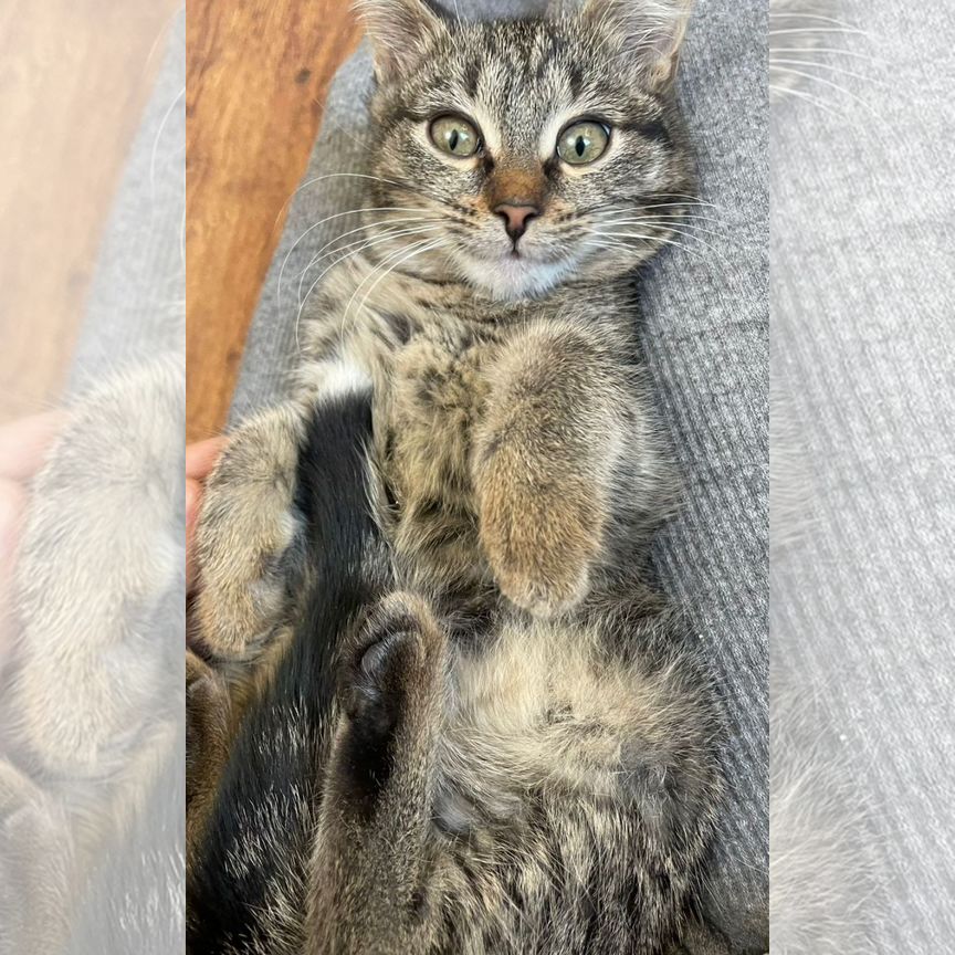 Котёнок в добрые руки