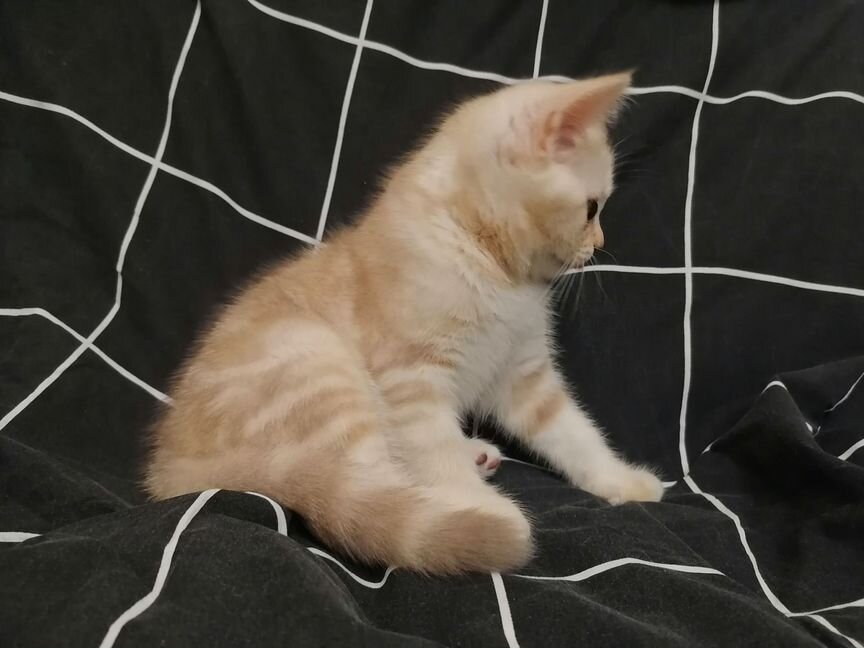 Британские котята короткошерстные