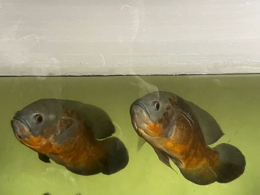 Рыба Астронотус глазчатый