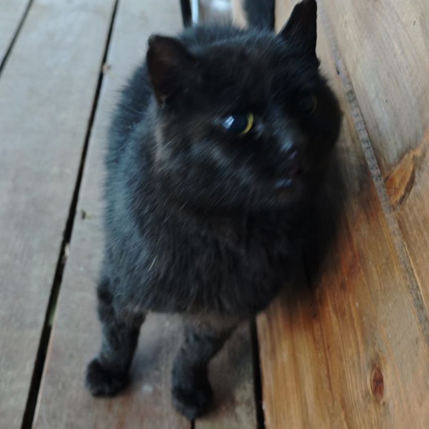 Взрослый кот в добрые руки