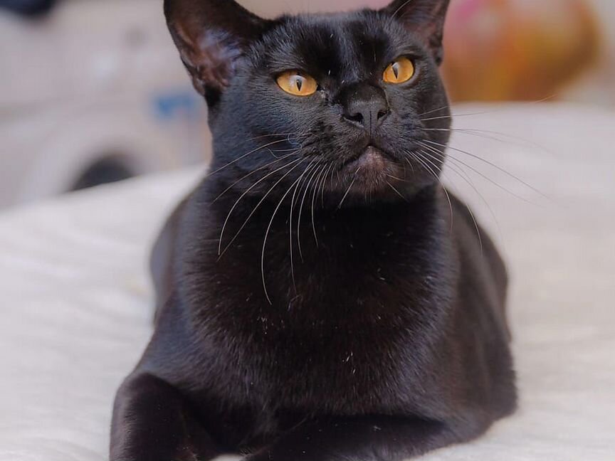 Кот