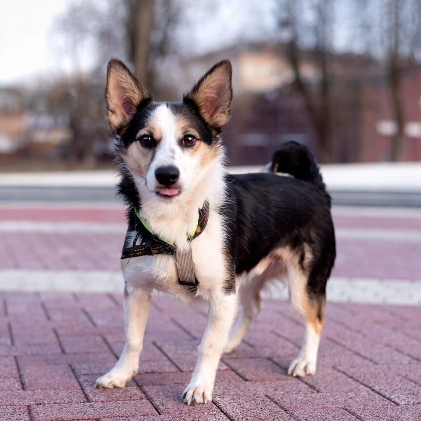 Метисы мелких пород