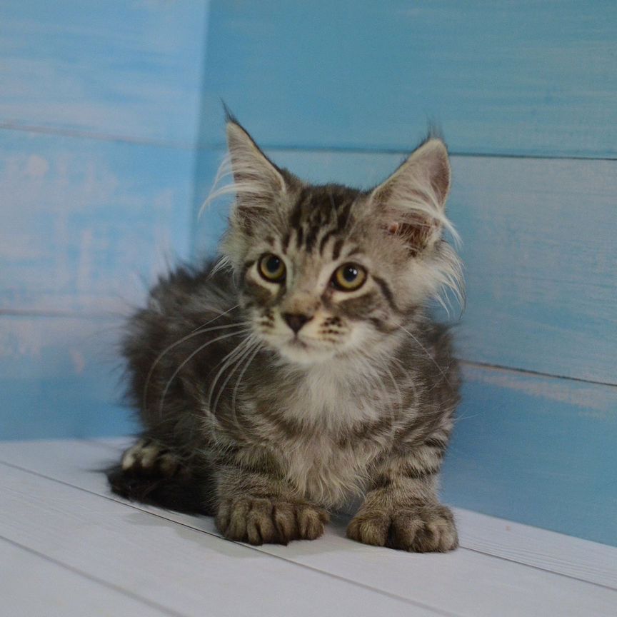 Мейн-кун котёнок полидакт