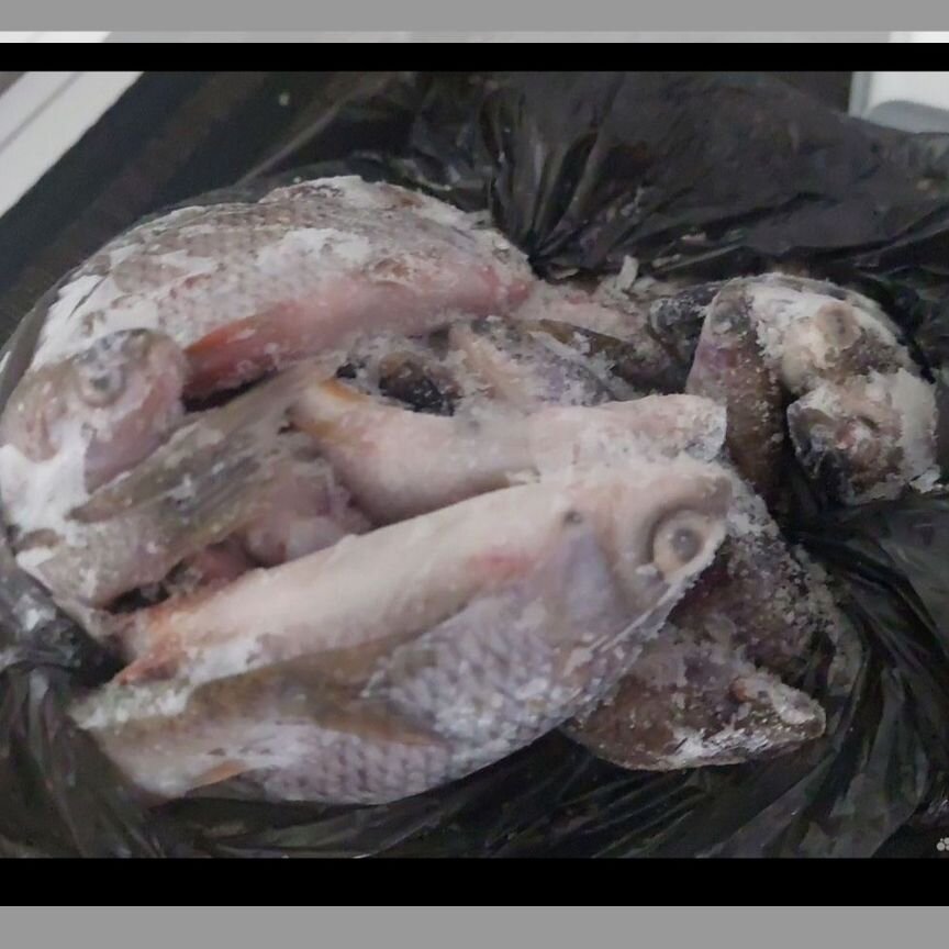 Рыба замороженная для животных