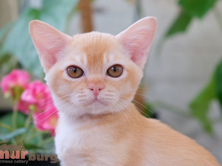 Бурманский котик красного окраса