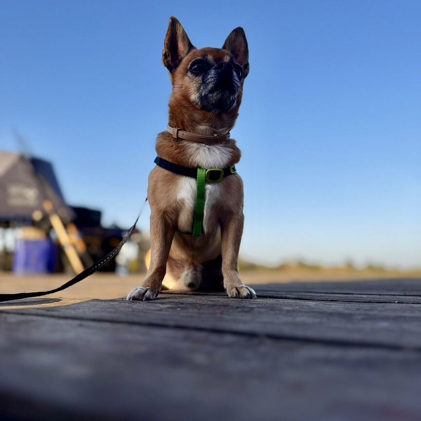 Вязка чихуахуа красавчик кобель