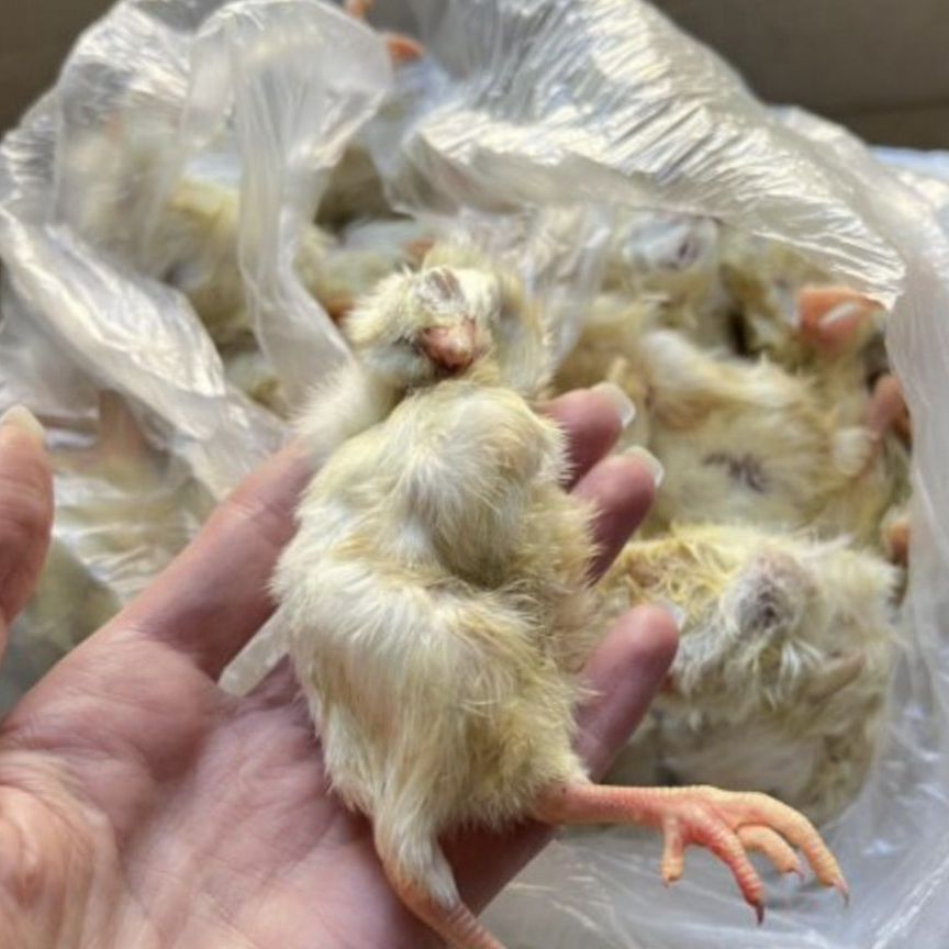 Цыплята суточные, замороженные