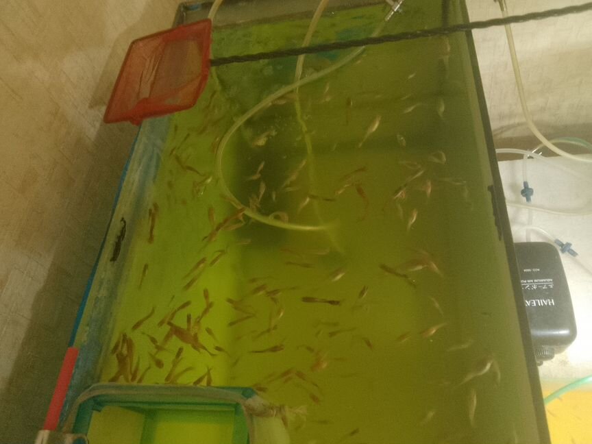 Аквариумные рыбки гуппи