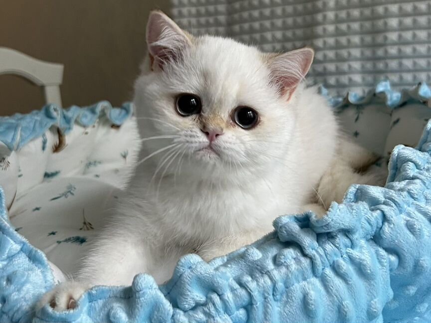 Британская золотая шиншилла