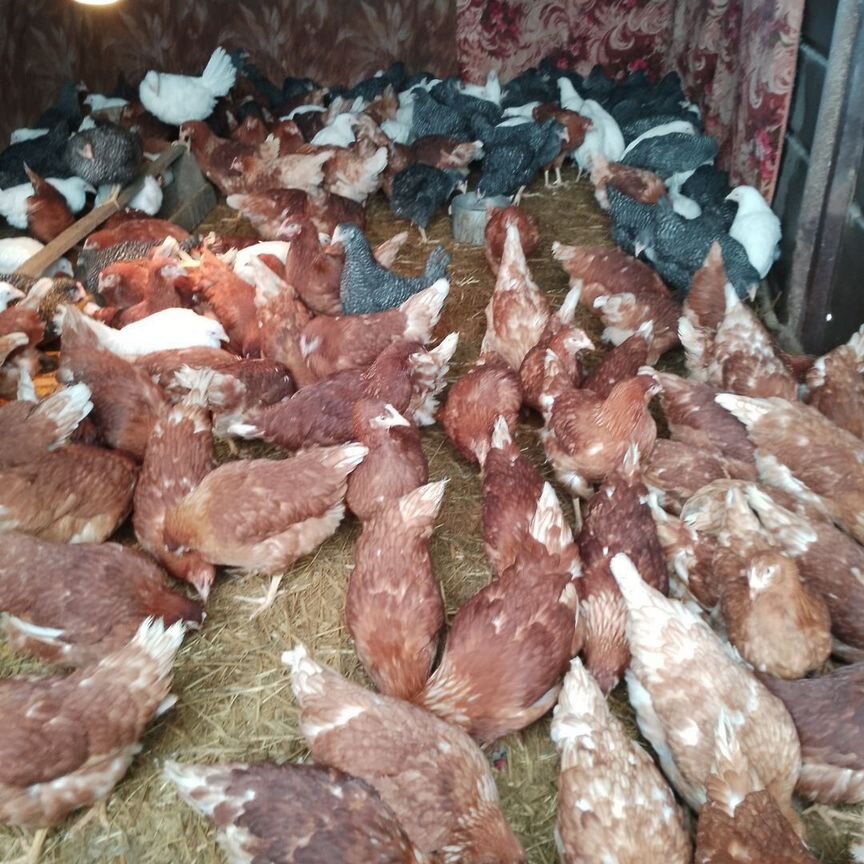 Продам кур несушек молодка