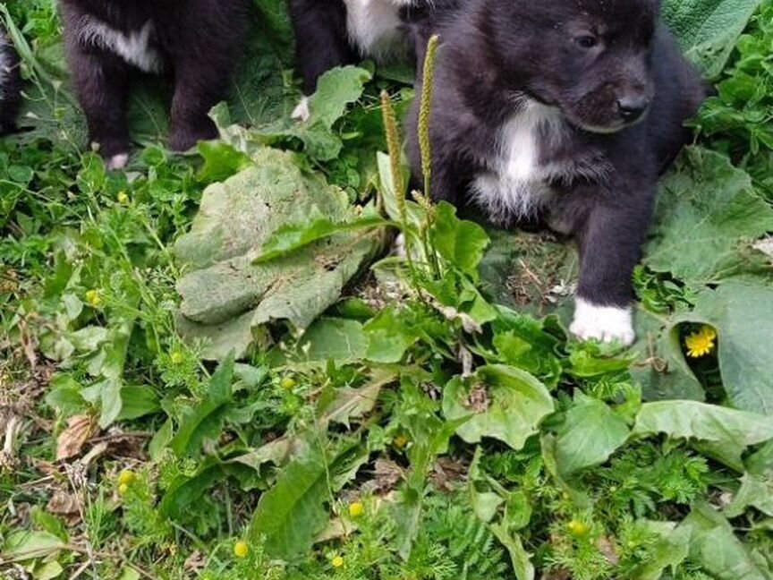 Щенки русско-европейской лайки