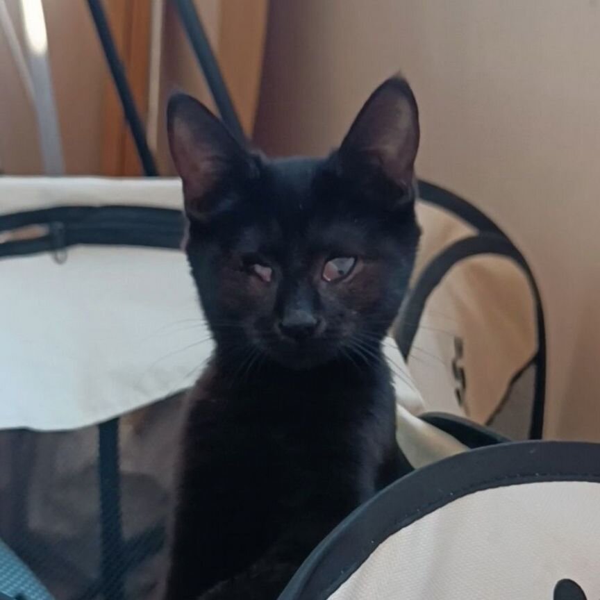 Котёнок ищет дом