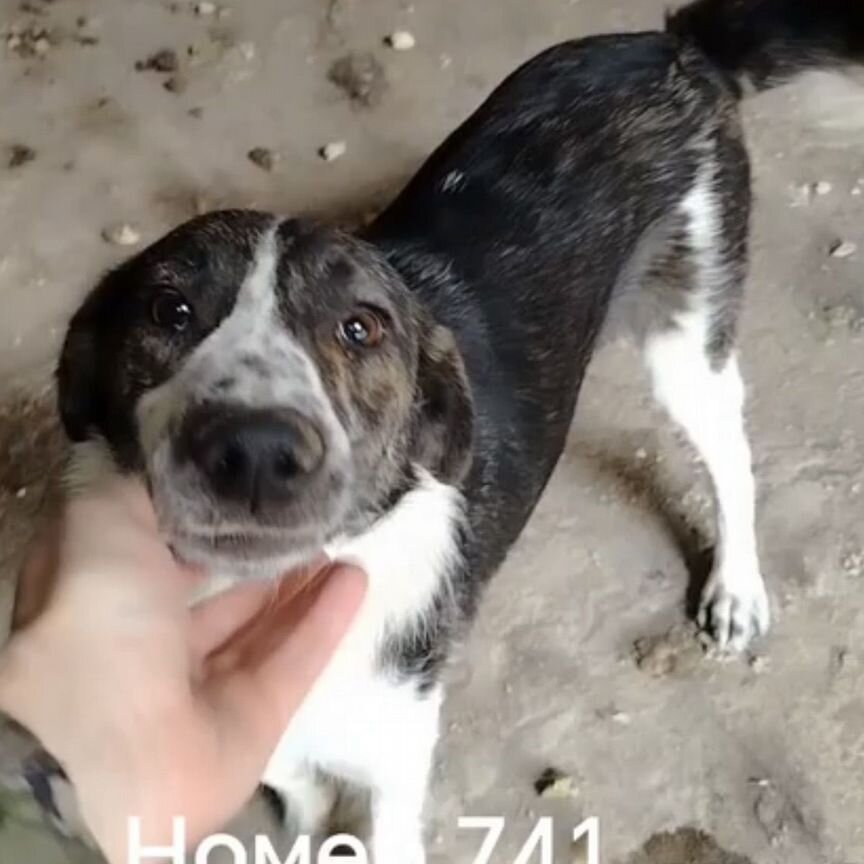 Взрослый пёс в добрые руки