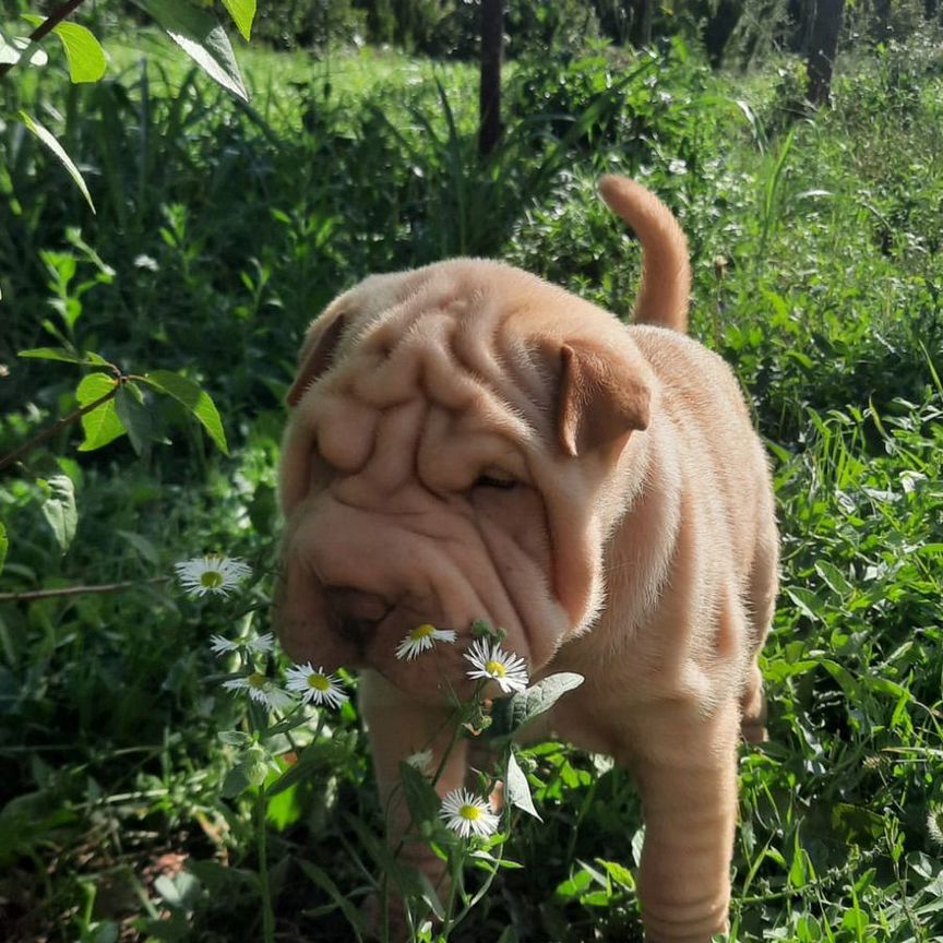 Нежные шарпейки