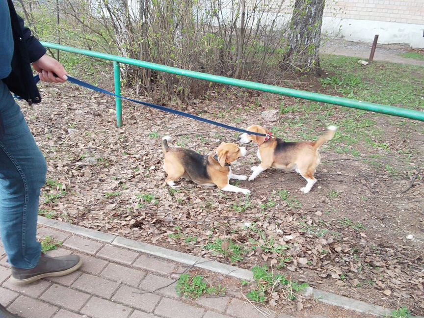 Собаки биггль шенки