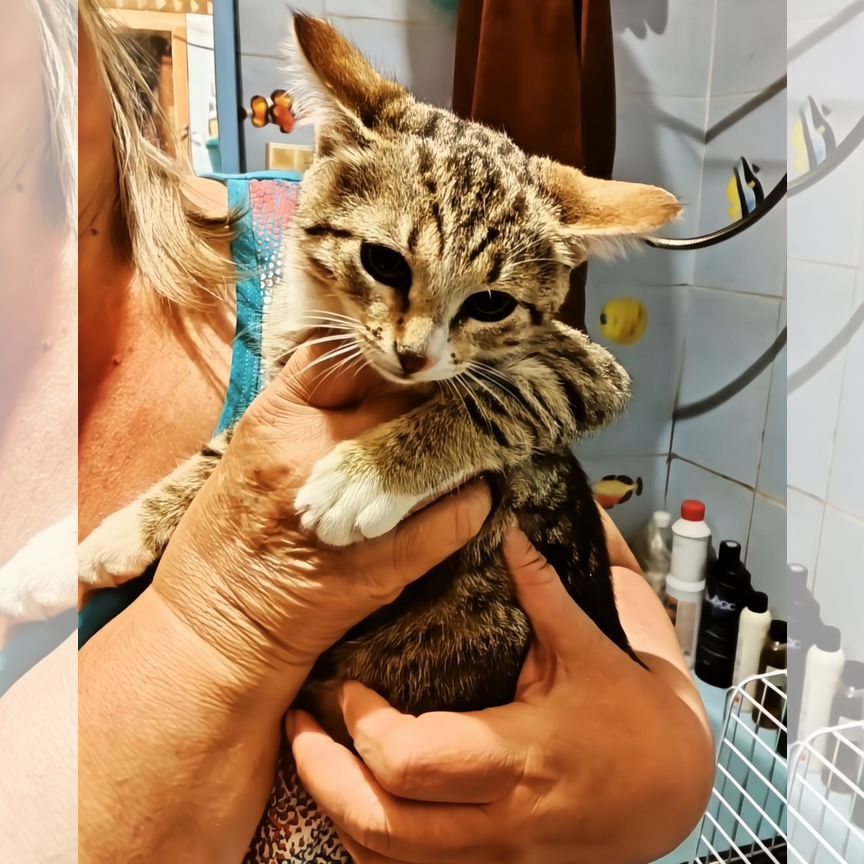 Котёнок в добрые руки