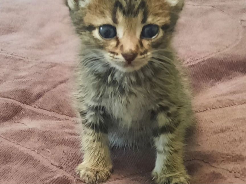 Котик ищет дом