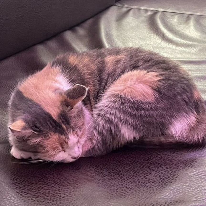 Кошечка в добрые руки