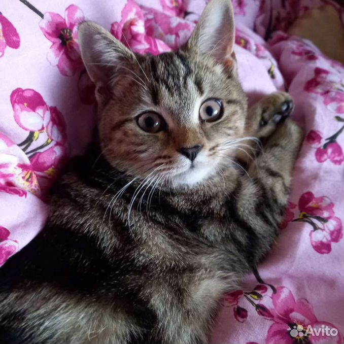 Шотландская кошка, 1 год Афина