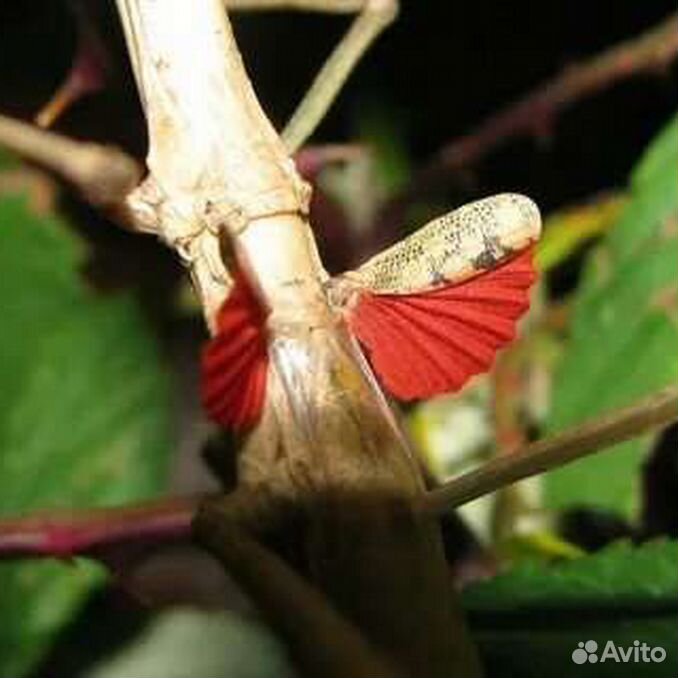 Коряга ветки Phaenopharos khaoyaiensis фаинафарусы
