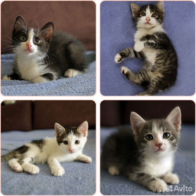 Котятам нужен дом
