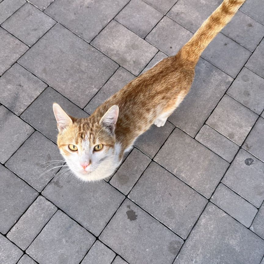 Коту нужен дом