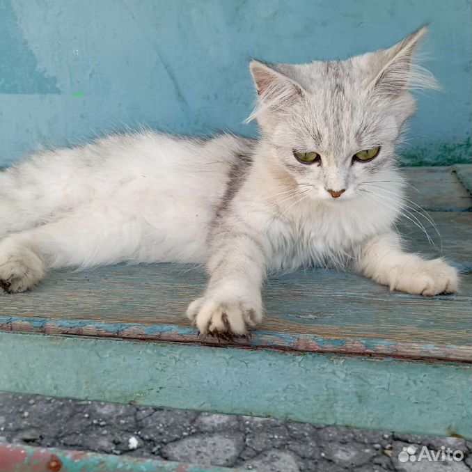 Подкинули котенка, нужен дом
