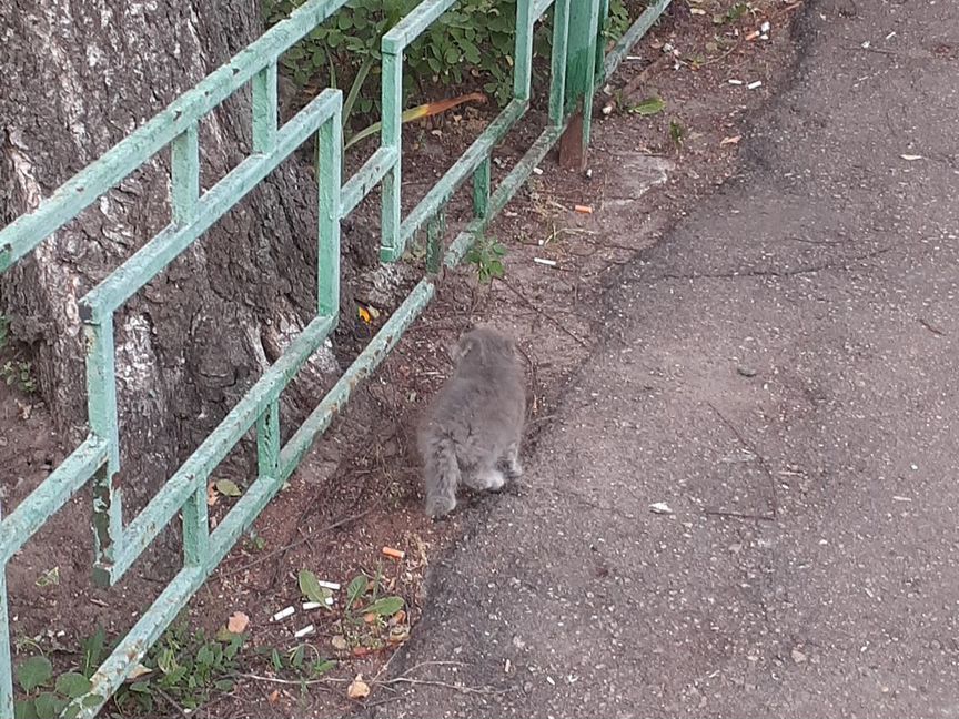 Вислоухий котенок