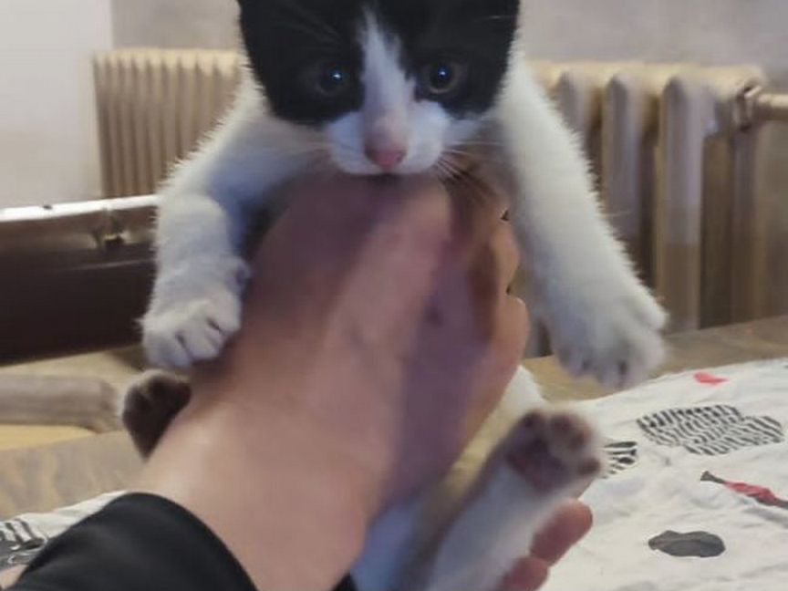 Котёнок 2.5мес (супер кот)