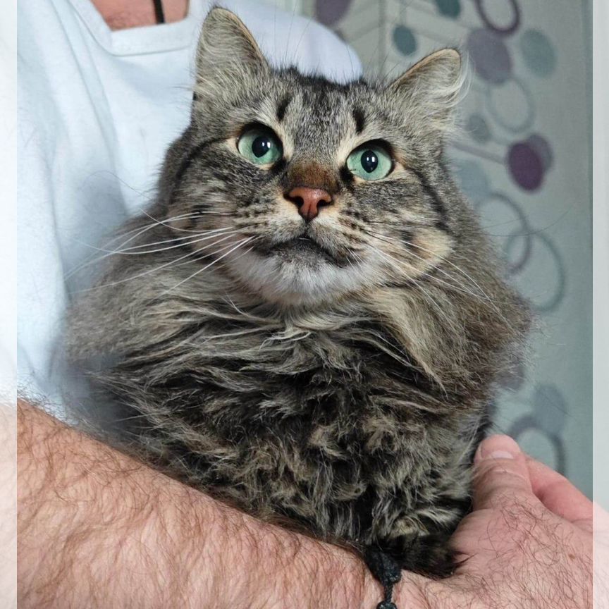 Сибирская, взрослая кошка