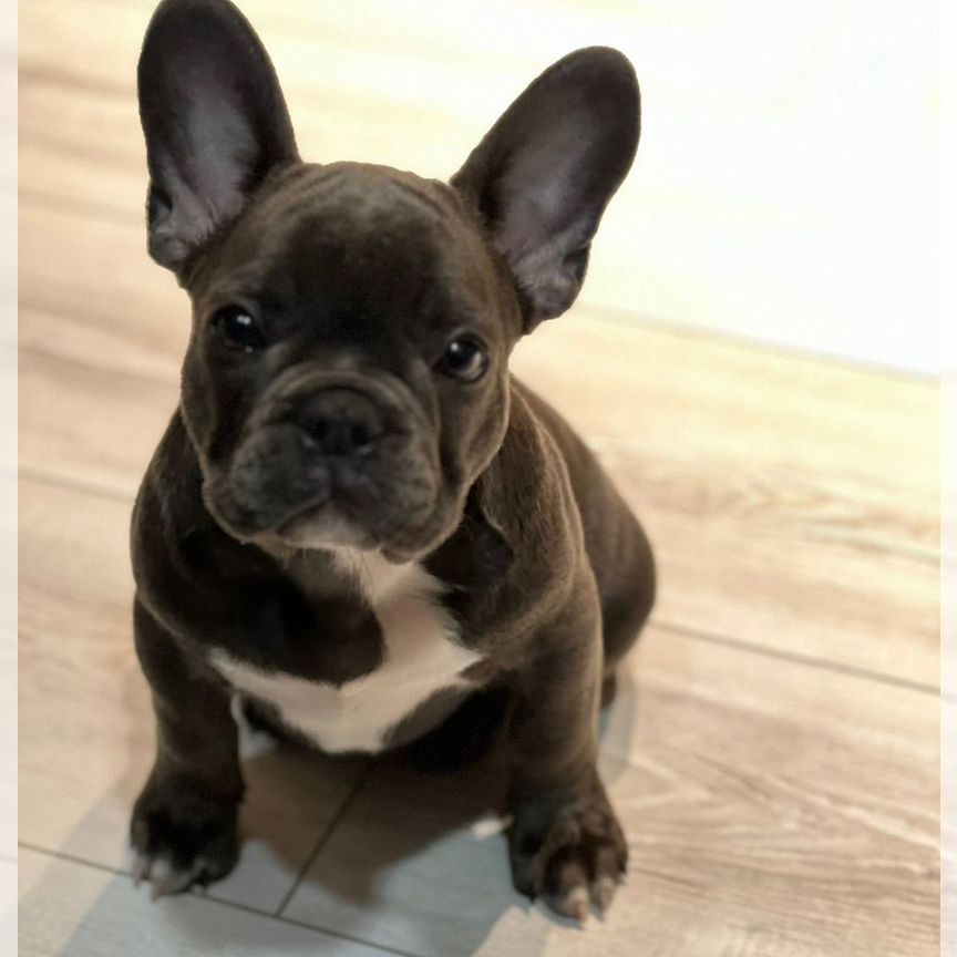 Французский бульдог щенок