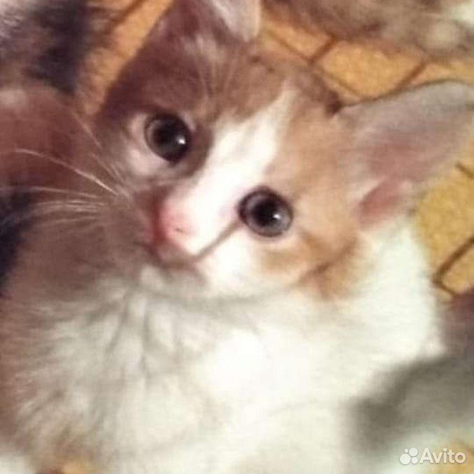Котенок рыже белый девочка 1,5 мес в дар