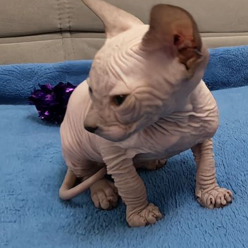 Донской сфинкс котёнок