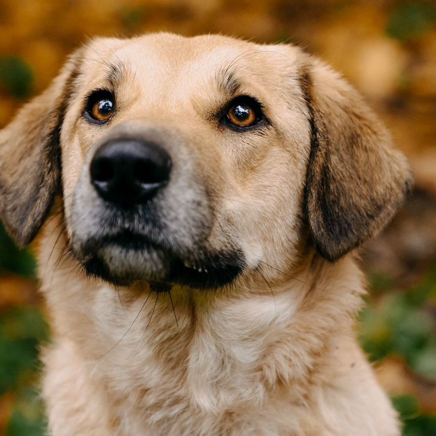 Взрослая собака в добрые руки