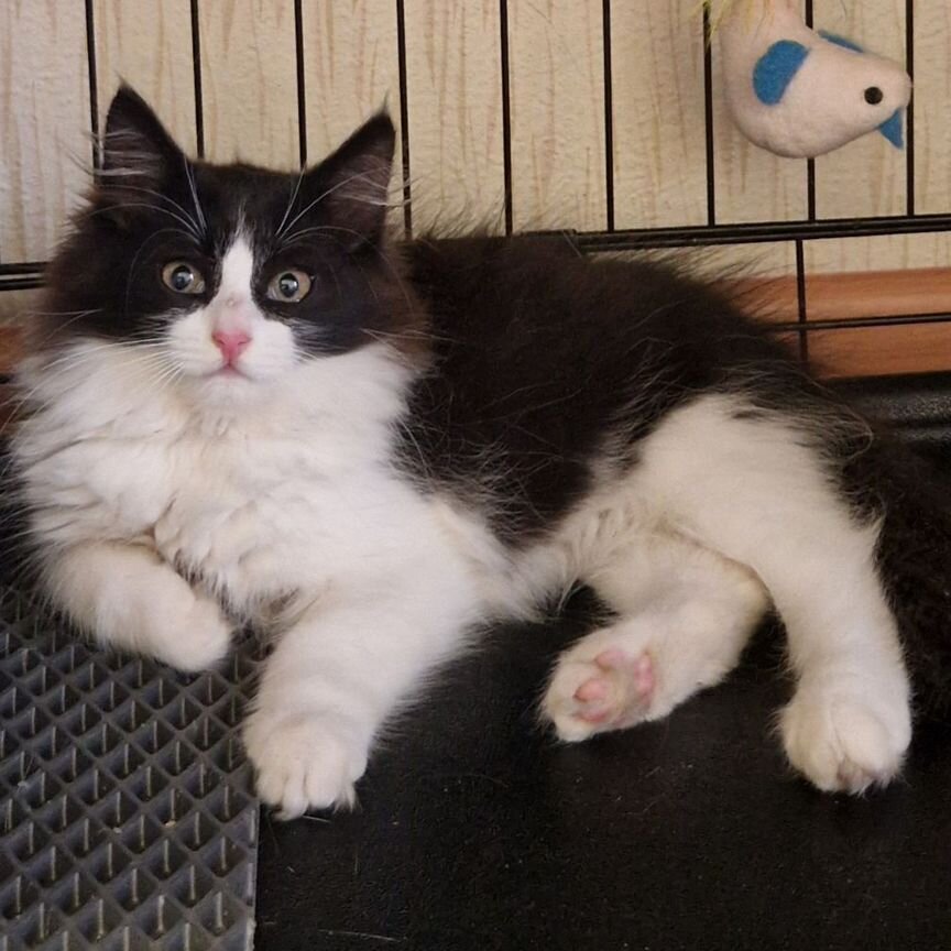 Котята