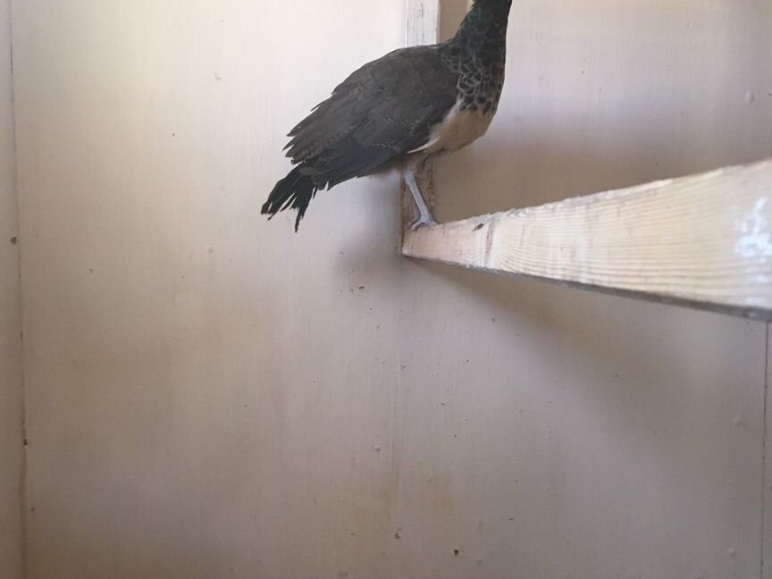 Павлины индийские