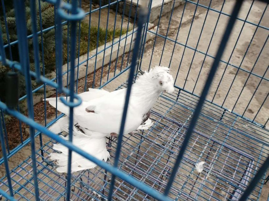 Голуби узбекские