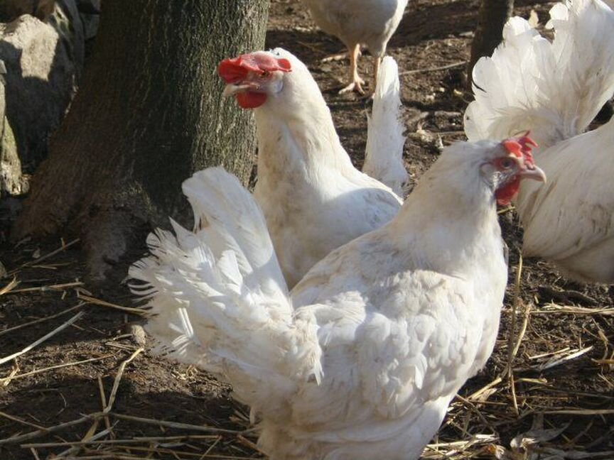 Курицы несушки