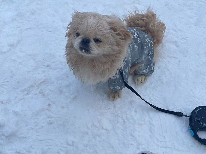 Пекинес