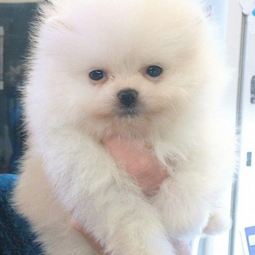 Мини девочка И мальчики