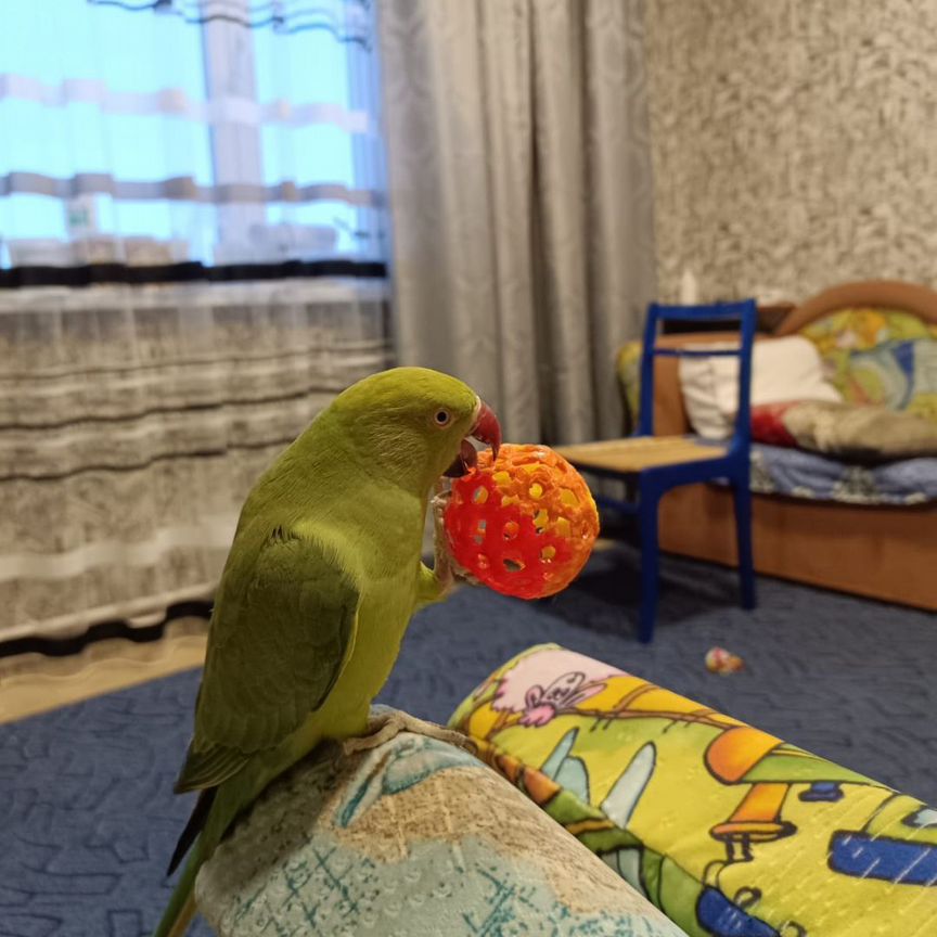 Ожереловый попугай