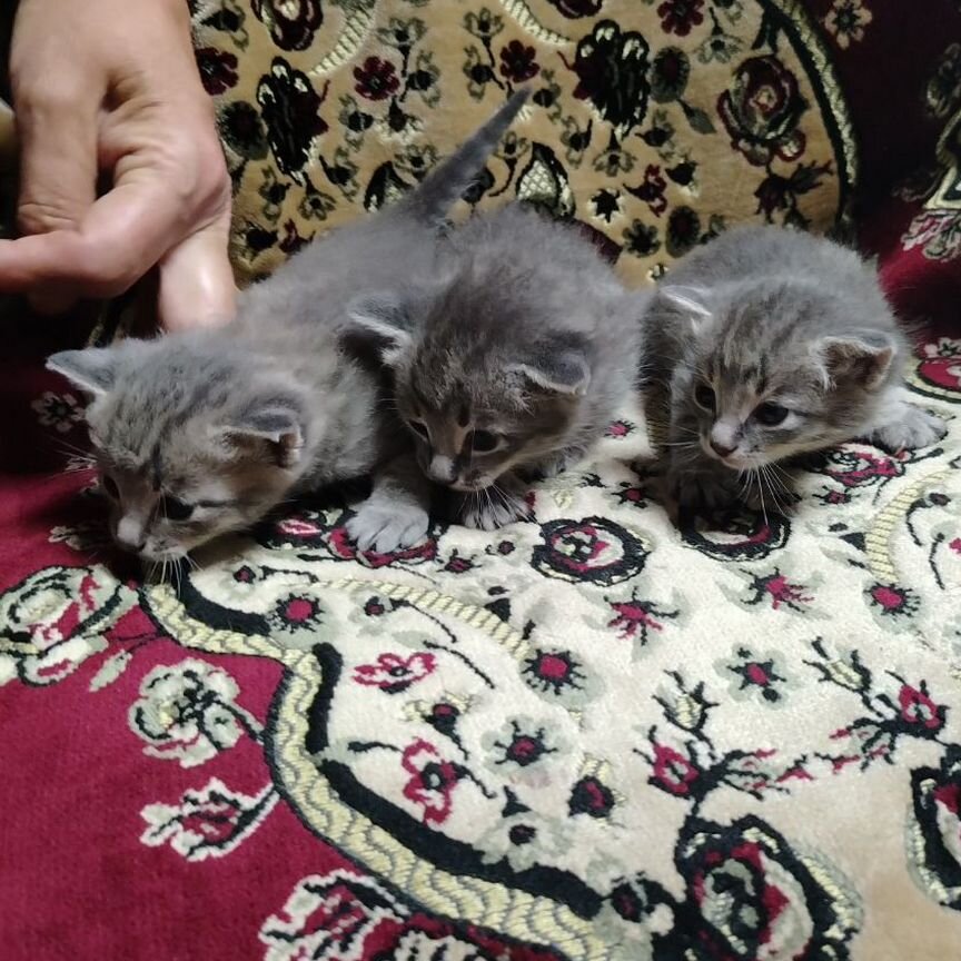 Помесь британки с голубой руской