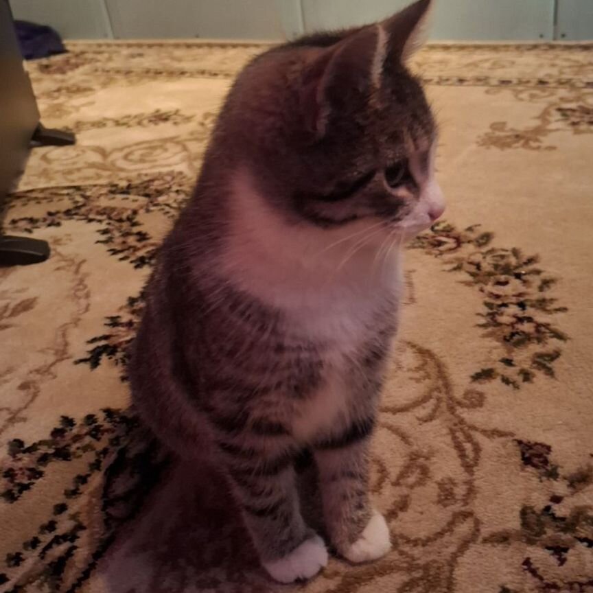 Котёнок в добрые руки