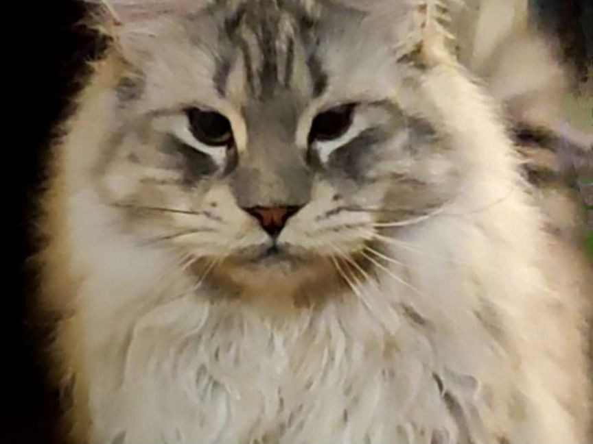 Огромный котик