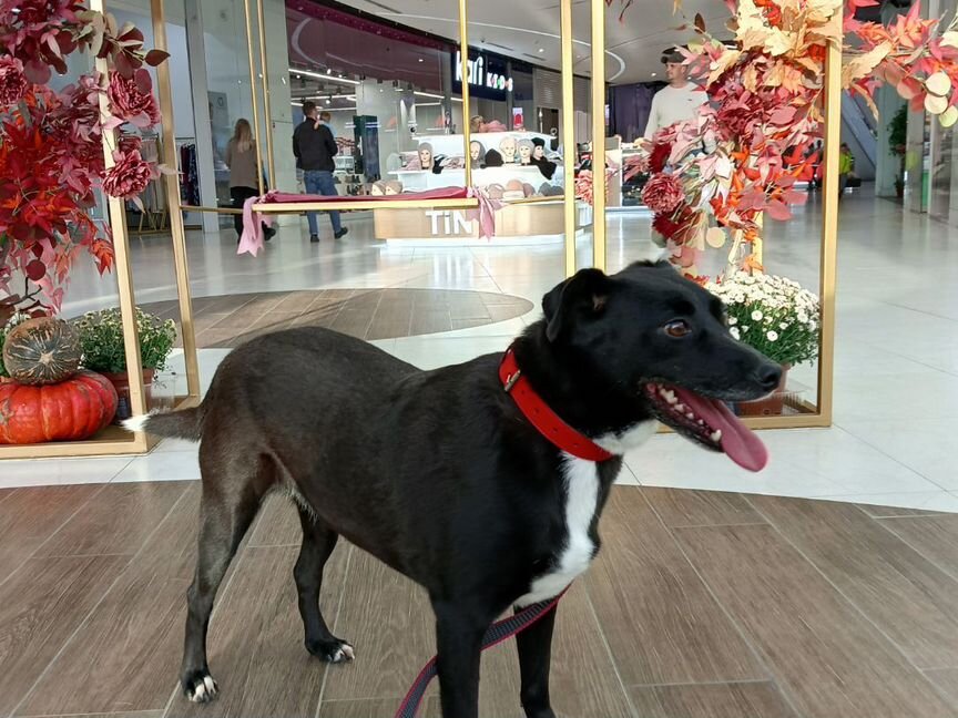 Хорошая собака ищет дом