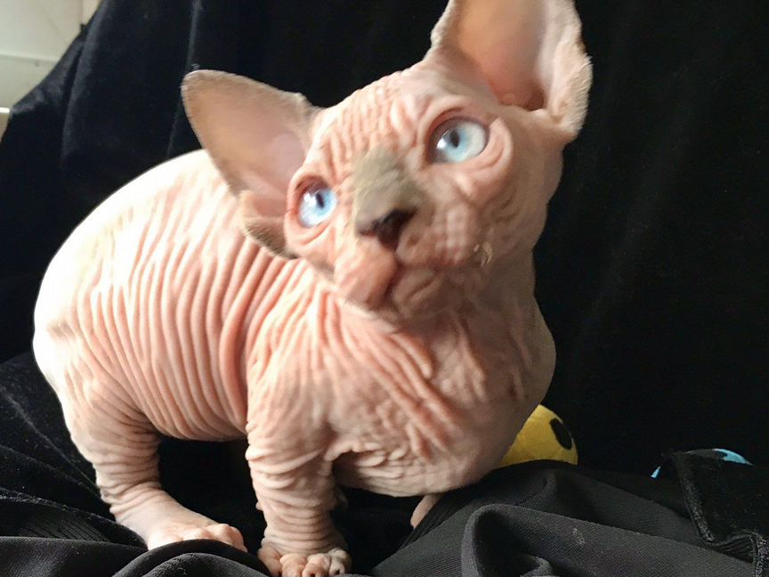 Шикарный котенок мальчик бамбино морщина