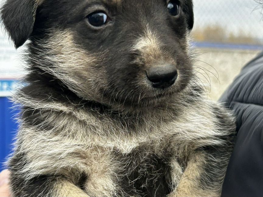 Щенки бесплатно